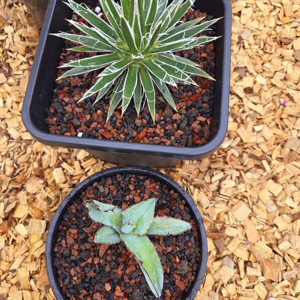2g Agave Isthmensis,gorgeous Compact Agaves,great Container Agaves ...
