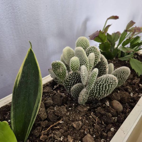 Angel Wings Cactus | 2 Inch & 4 Inch | Opuntia Microdasys Albata ...