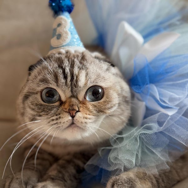 Pet Party Hat | Mini Cat Birthday Party Hat | Mini Cat Party Hat | Dog ...