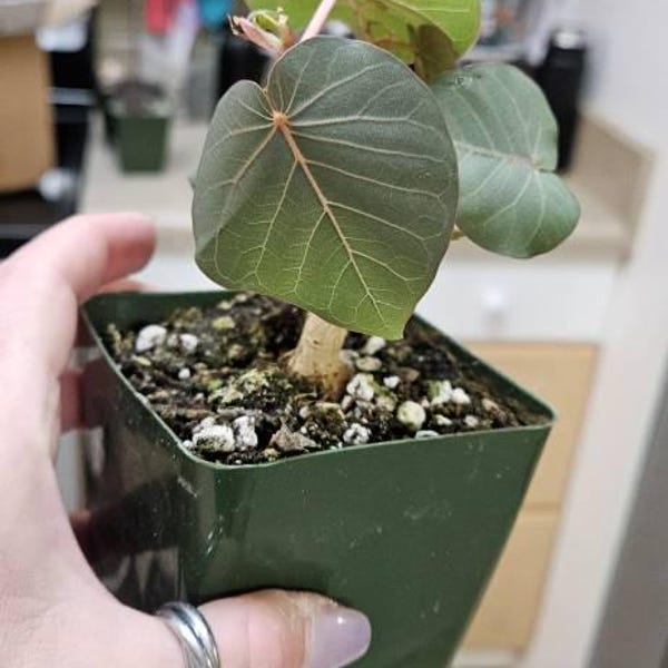 Rock Fig, Petiolate Fig, Ficus Petiolaris, Rare Plant in 4" Pot - Etsy