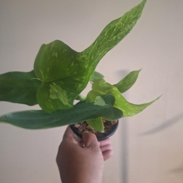 YELLOW VARIEGATED Epipremnum Pinnatum Kujang Gold Flame Aurea Variegata ...