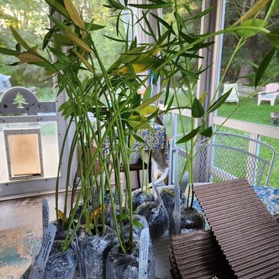 Curry Leaf Tree sweet Neem Live Plant - Etsy