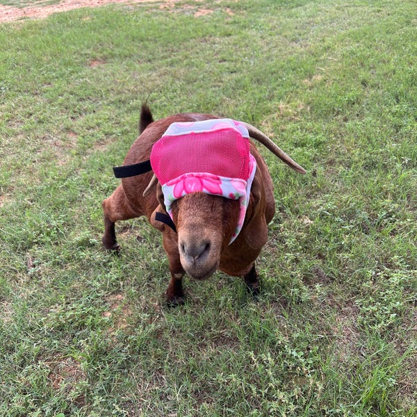 Goat/sheep Fly Masks - With & W/o Horns - Dual Adjustable - Made to ...