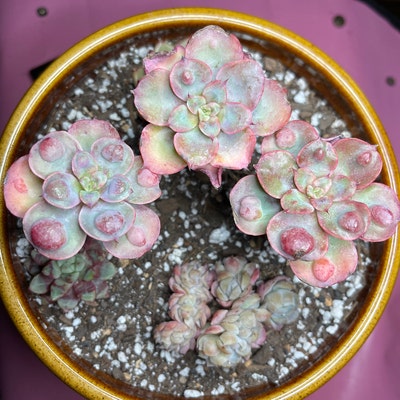 Rare Succulent Echeveria Raindrops Frills - Etsy