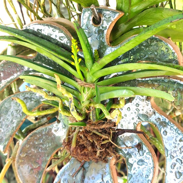 Mini Orchids - Rare - Perfect for Terrariums, Lonopsis, Mini Vandas ...