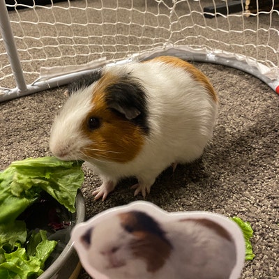 Spooky Ghost Guinea Pig Sticker Ghost Guinea Pig Halloween - Etsy