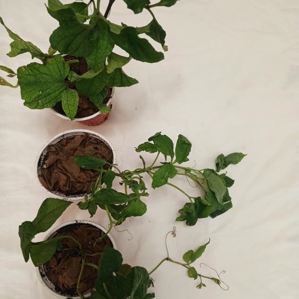 Scent Leaf SEEDS, Clove Basil, African Basil, Nchanwu, Efirin, Ntonng ...