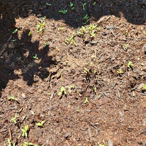 15 Heirloom Chinese Redbud, Tree Seeds. USA, Beautiful Pink Flowers ...