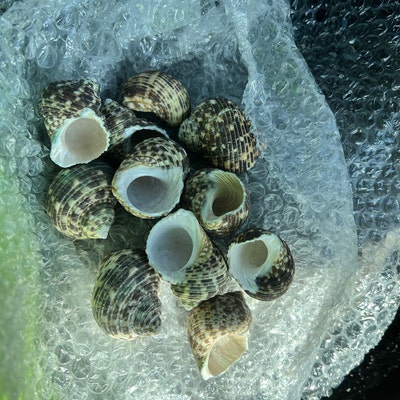 Chinese Hanzi Practice Worksheet With Complete Pinyin Step by Step ...