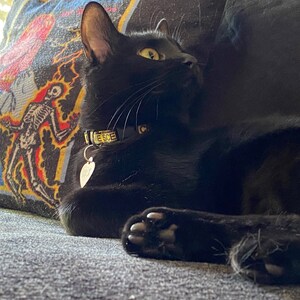 Crime Scene Halloween Breakaway Cat Collar - Etsy