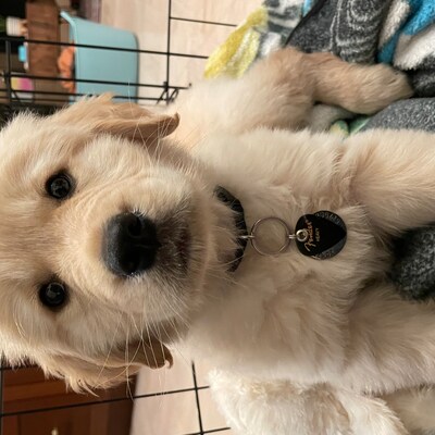 Loki's Ship Pet ID Tag - Etsy