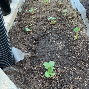 2 Raspberry Plants Joan J Completely Thornless Everbearing | Etsy