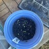 Russian Sage Seeds (perovskia Atriplicifolia) Packet of 10 Seeds - Etsy