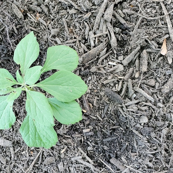 5 Pachysandra Procumbens Roots , Allegheny Spurge, Mountain Spurge - Etsy