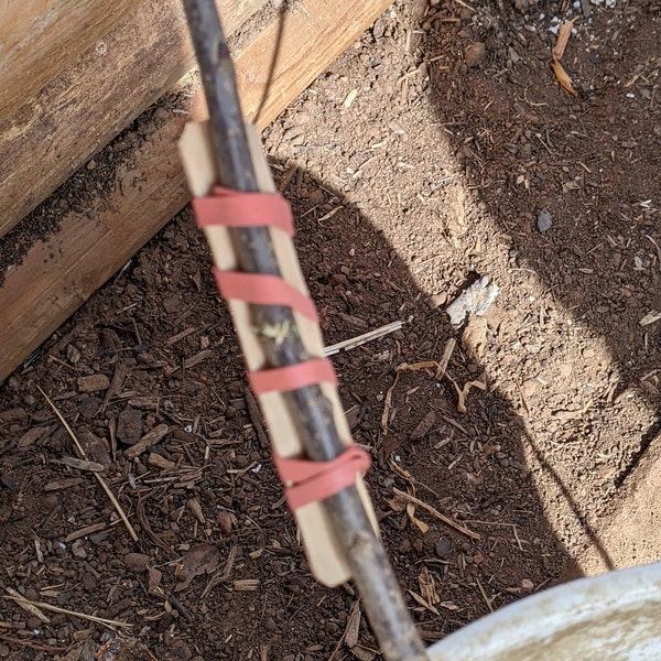 1 Alberta Peach LIVE Tree 2ft Ready to Plant Now - Etsy