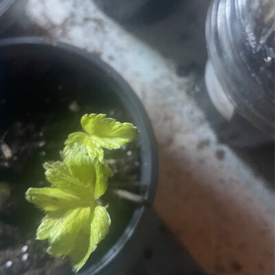 Ranunculus Aviv Rose Buy 4 Get 1 Free - Etsy