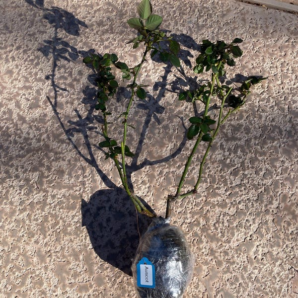 Rose romantic Antike 浪漫古董strong Fragrance Live Shrub Plant Ownroot, 1 ...