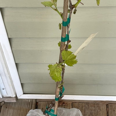 Einset Red Seedless Grape, Live Potted Plant, 1-2 Years Old. - Etsy