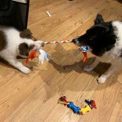 Dog Tugs / Soft Dog Tugs / Puppy Toys / Small Dog Toys / - Etsy