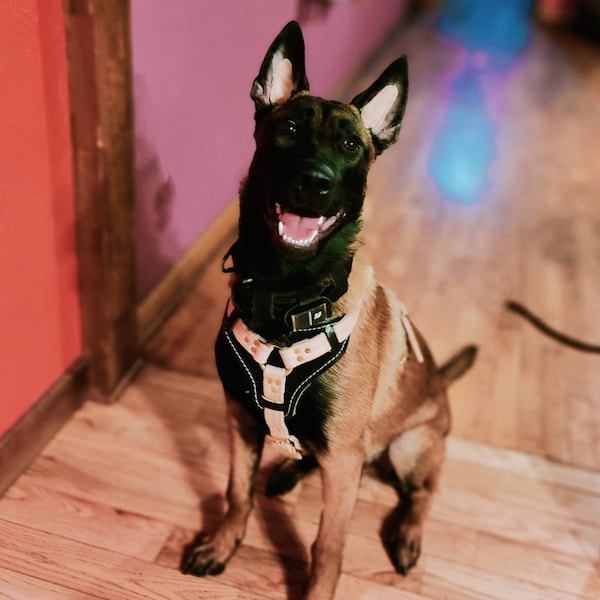 Biothane Dog Harness Police K9 Schutzhund Ipo - Etsy