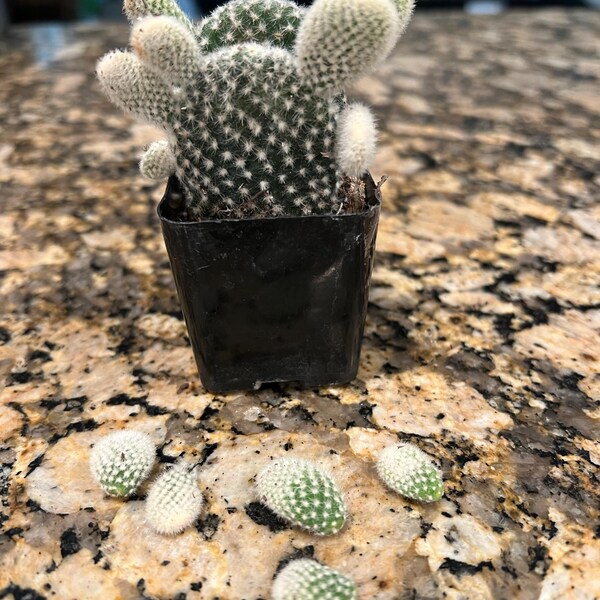 Bunny Ear Cactus: Angel Wings Succulent (2", 4", or 6" Pot) - Etsy