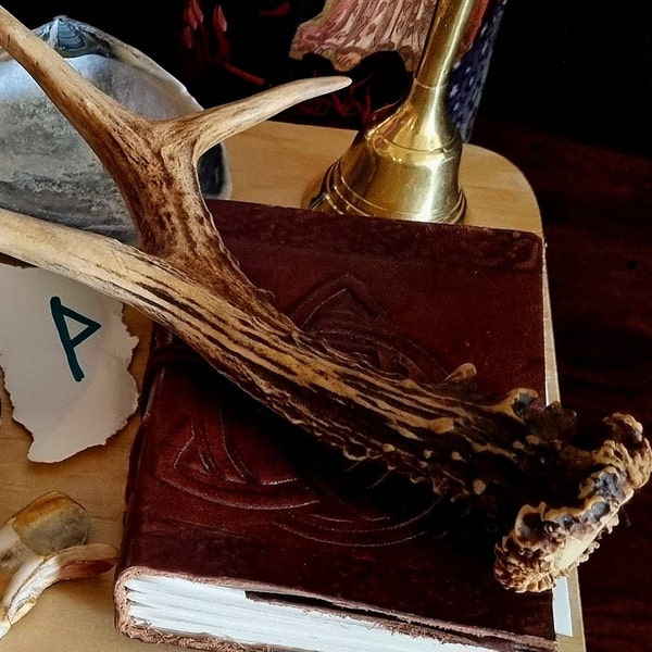 Premium Roe Deer Antlers | SINGLE Premium Quality Antler | Natural ...