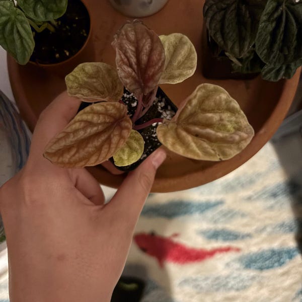 Chester Fern Starter Plant (ALL STARTER PLANTS Require You to Purchase ...