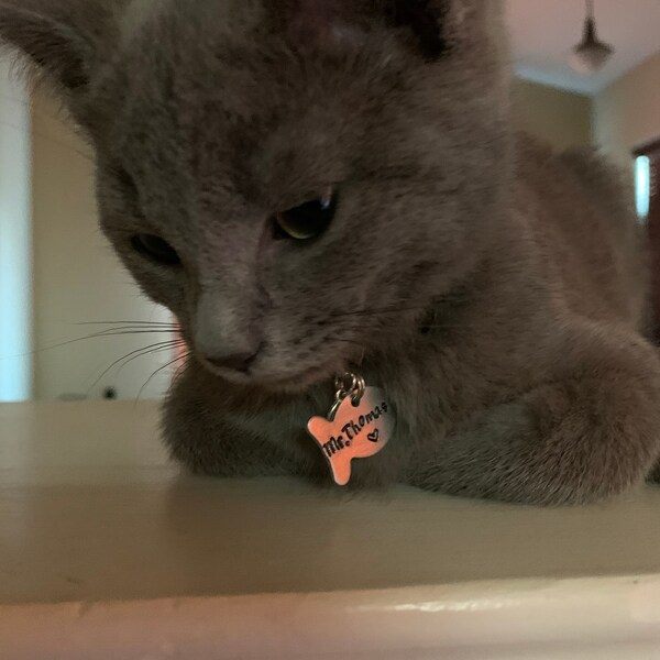 Small Dog Tag - Cat Tag - Fish Shaped Pet ID Tag - Ocean Themed Pet Tag ...
