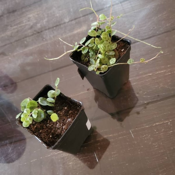 Variegated String of Turtles Houseplants - Etsy