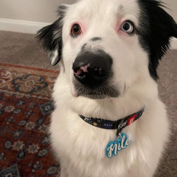 Custom Dog Tag // TURQUOISE Acrylic Dog Tag // Personalized Pet Tag ...