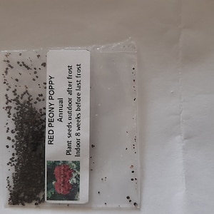 CATMINT, Catnip Seeds - Persian Blue, Great Ground Cover, Perennial, 50 ...