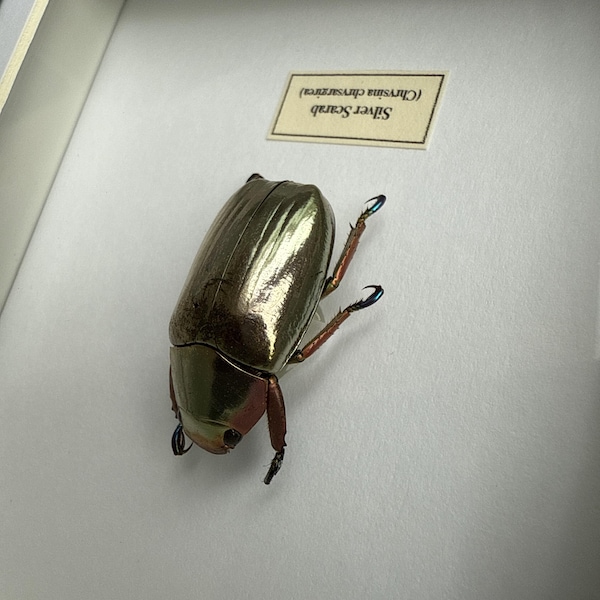 Carabus Elysii. Chinese Ground Beetle. Real Insect Specimen ...
