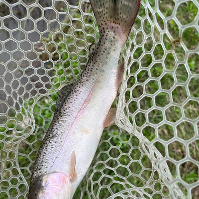 Hydropsyche Caddis Larva Trout Flies Colorado Fly Fishing Flies Caddis ...