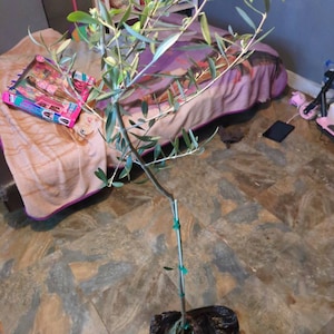 Sir Prize Avocado Tree 1 Feet Tall Grafted Tree Ship in Plastic Bag - Etsy