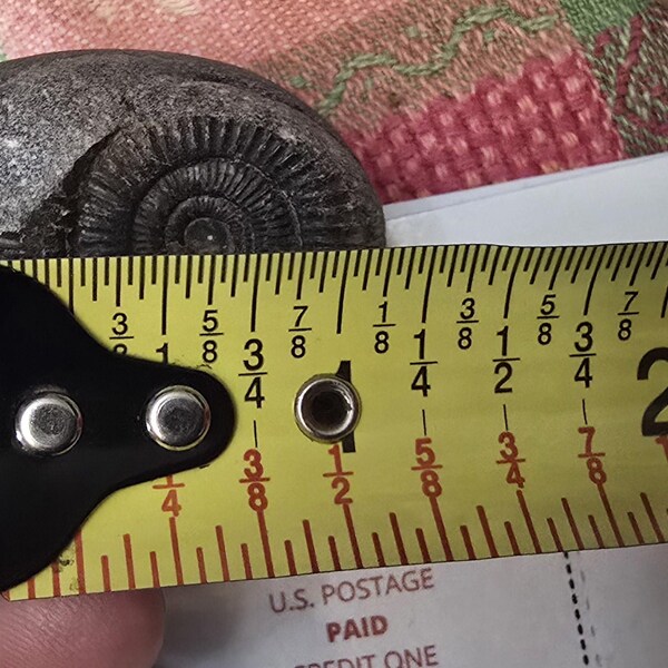 Authentic 3 Inch Megalodon Tooth, Millions of Years Old. (partial Tooth ...