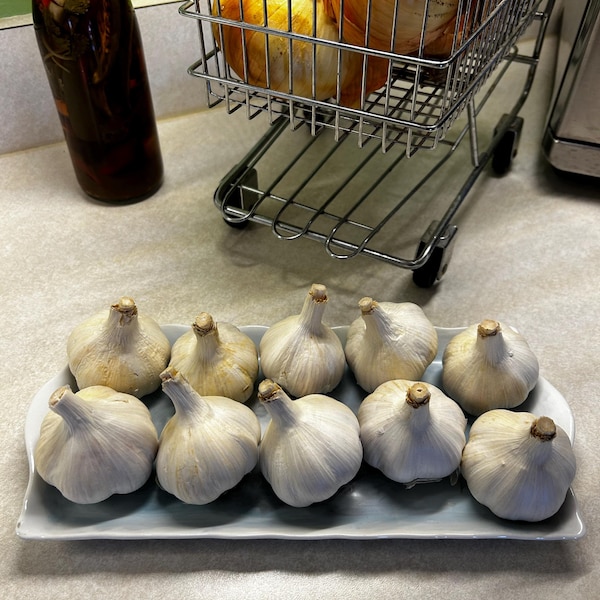 Duganski Culinary Garlic Bulbs Small Size: 1 5/8 to 1 7/8 Organically ...