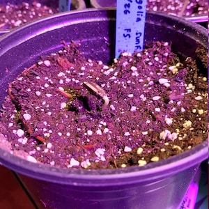 15 Heirloom Chinese Redbud Tree Seeds. USA Beautiful Pink - Etsy