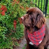 Christmas Santa Bib Giant Big Dog Drool Bib Dog Bib Newfoundland Newfie ...