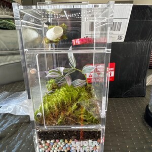 Spider Stuff Bioactive Enclosure Large 4x 4 X 8, Spider Enclosure ...