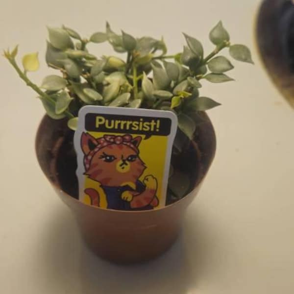 Peperomia Obtusifolia | Peperomia Variegated | Radiator Plant ...