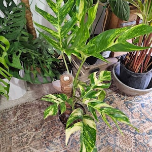 Monstera Laniata Mint Variegated Rare Monstera Live Plant Potted - Etsy