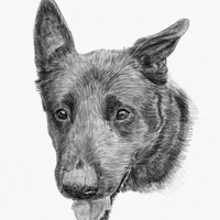 Custom Dog Portrait From Photo, Dog Sketch Into Art, Cat Illustration ...