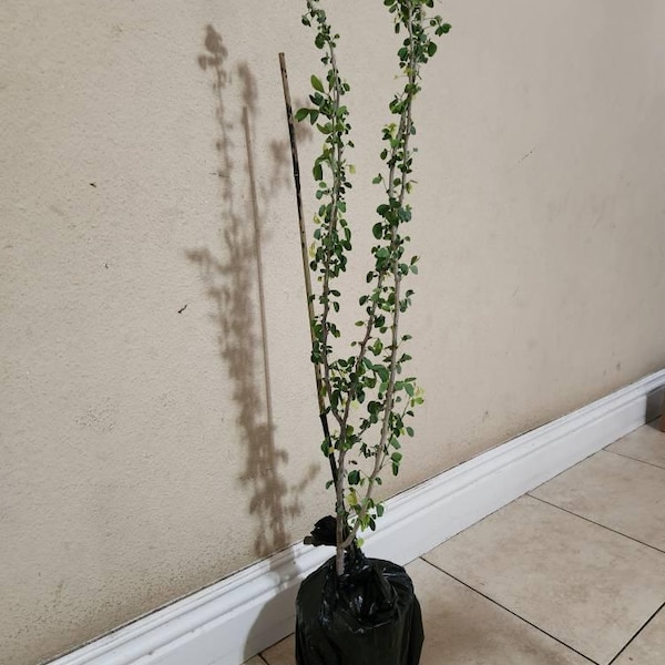 The 20th Century Asian Pear - 4 Feet Tall - Ship in 3gal Pot - Etsy