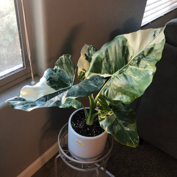 Monstera Plant Actual Photo - Etsy