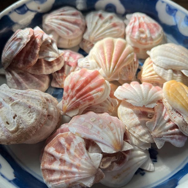 100% Real Large 1-6" You Pick Size Spikey Murex Pectin Venus Comb ...