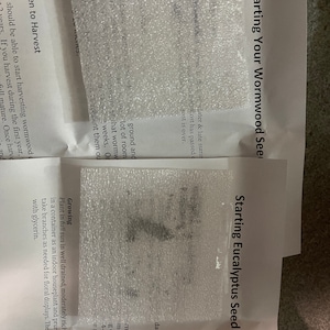 Rainbow Tree rainbow Eucalyptus 50 Seeds - Etsy