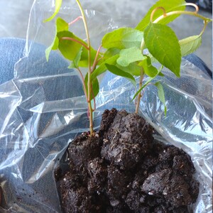 Prolific Kiwi Tree Hardy Kiwi Prolific Plant 4-6 Inches Starter Live ...