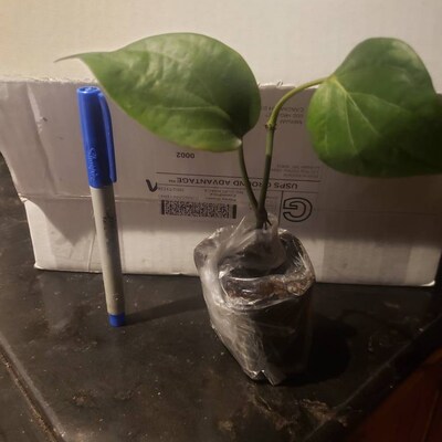 Athens Blue Princess Glory Bush Planttibouchina Urvilleanasmall Starter ...
