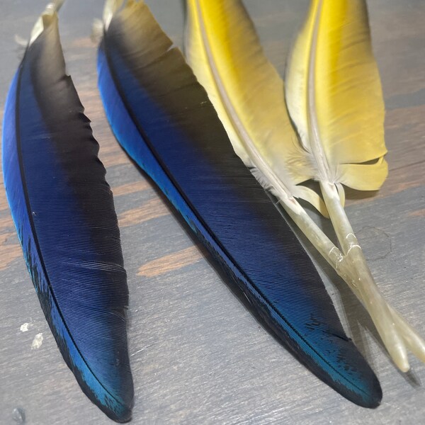 Parrot Wing Feather, Between 10" and 14" - Blue and Gold Macaw - Etsy
