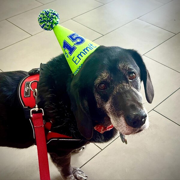 Personalized Dog Birthday Hat: Lime Green Cake Smash Party Hat - Etsy